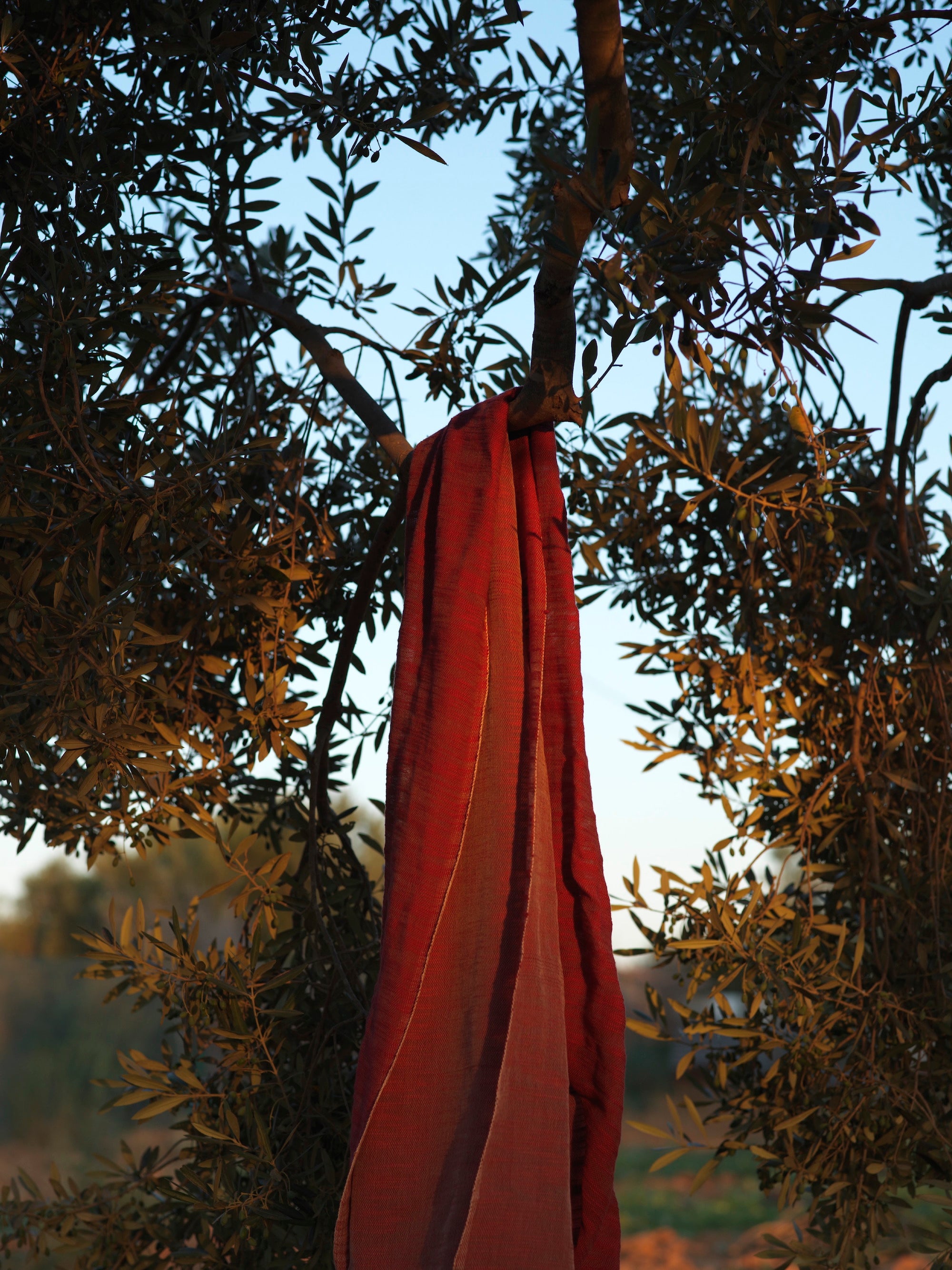 Our Story – Fouta Harissa